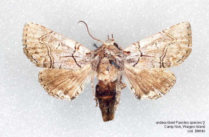 Papua Insects Foundation (Lepidoptera/Euteliinae thumbnails)